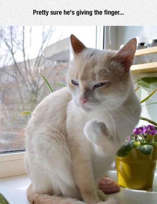 That's some evil cat ... - Meme by HeyMyNameIsNikola :) Memedroid