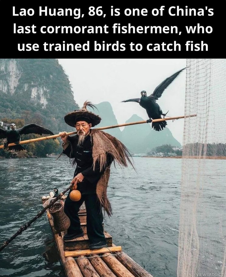The best Cormorants memes :) Memedroid