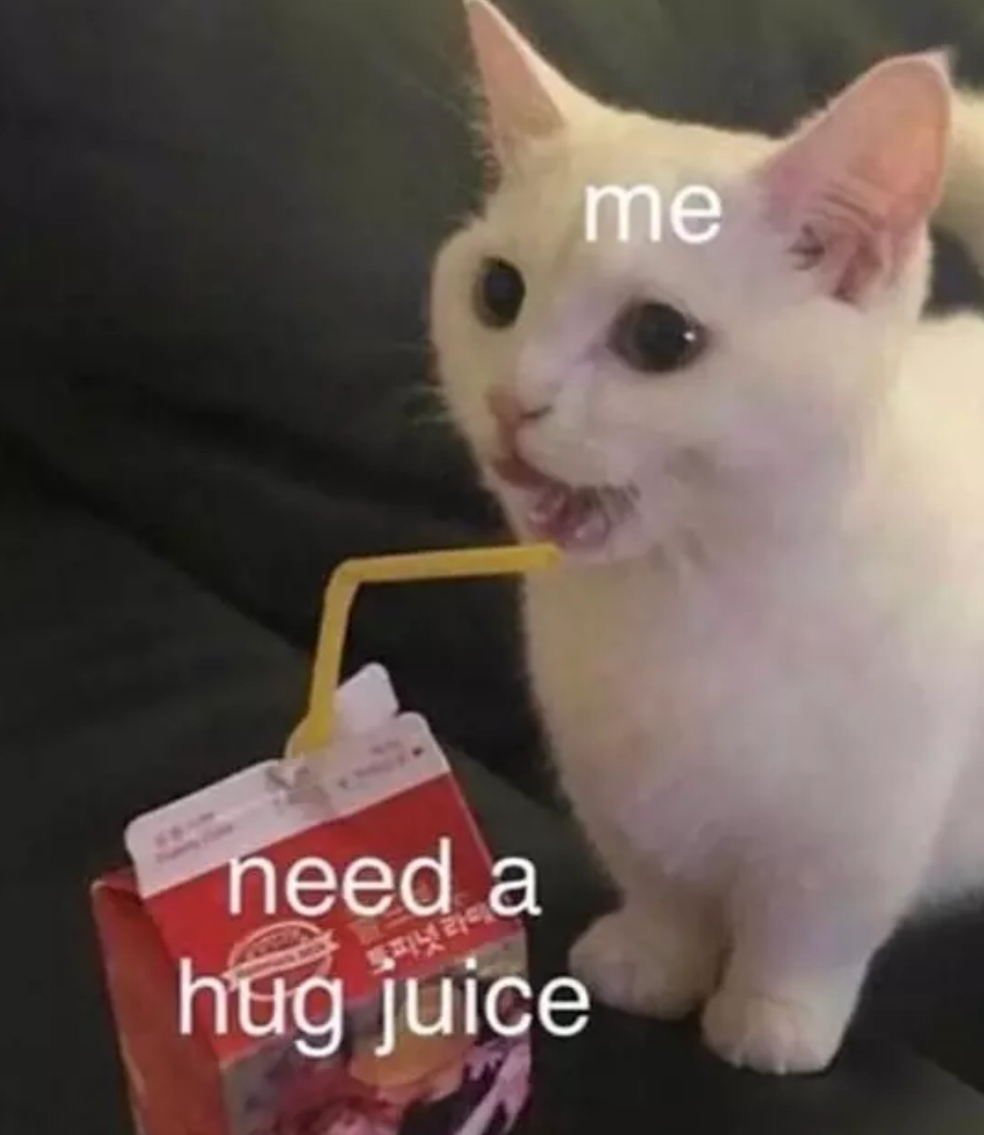 meow - Meme by winston1551 :) Memedroid