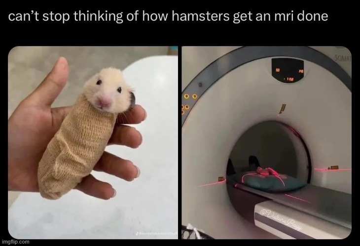 The best Hamster memes :) Memedroid
