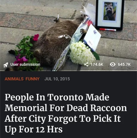 Toronto Raccoon Memes Funny Raccoon Shower Canvas Art Print Frameless