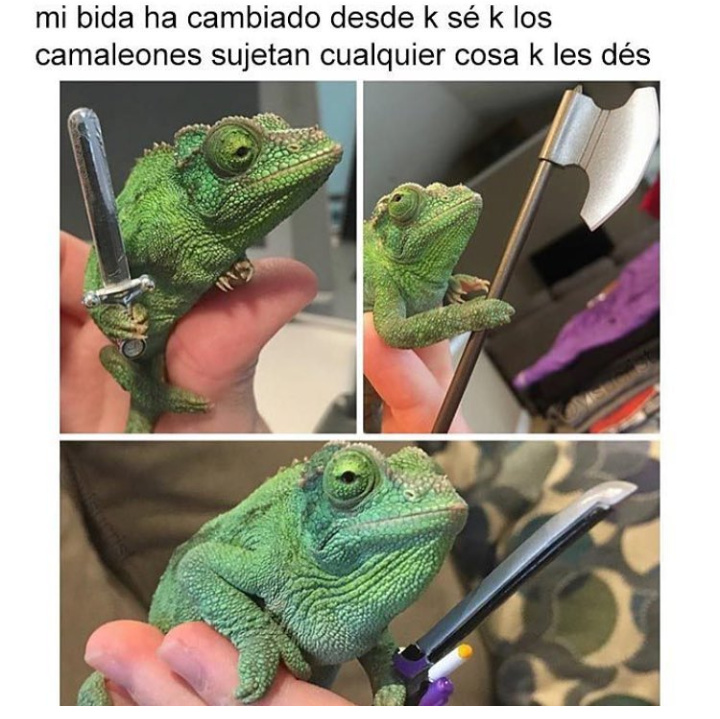 kamaleon - Meme subido por Feli24 :) Memedroid