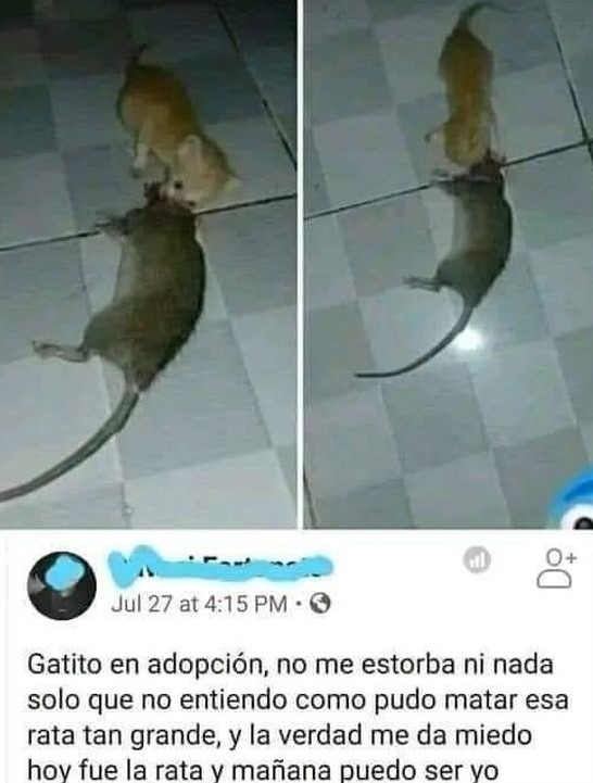 Meme de gato cazador - Meme subido por luchito_gmez :) Memedroid
