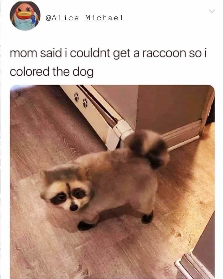 The best Raccoon memes :) Memedroid