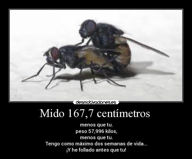 Malditas moscas - Meme subido por Taca-Taca08 :) Memedroid