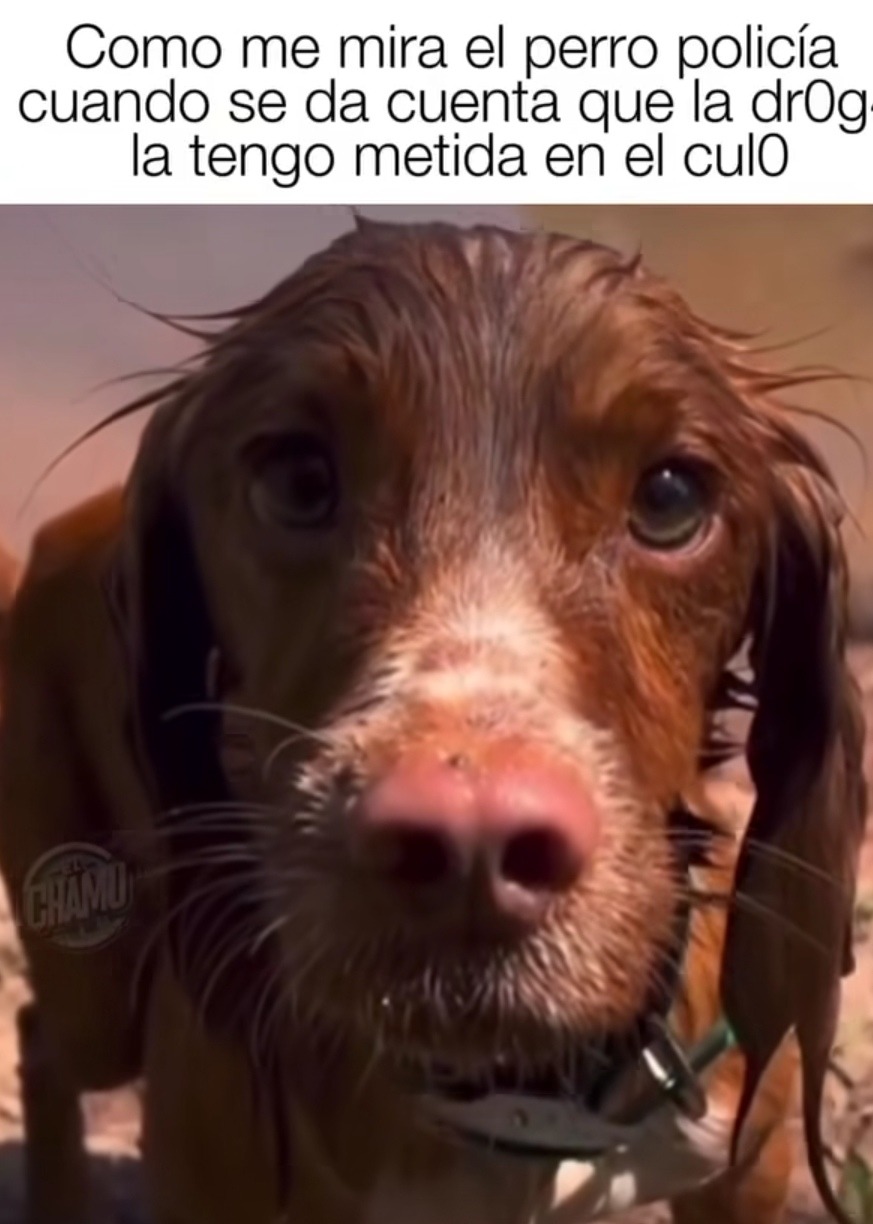 Los Últimos Memes :) Memedroid