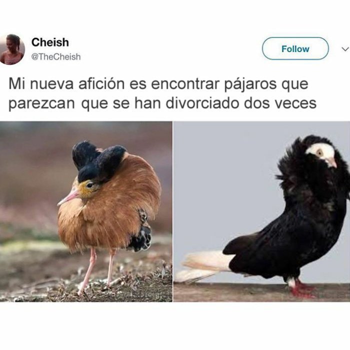 Divorciado Memes 13 Ideas De Divorcio | Divorcio, Memes Otakus,