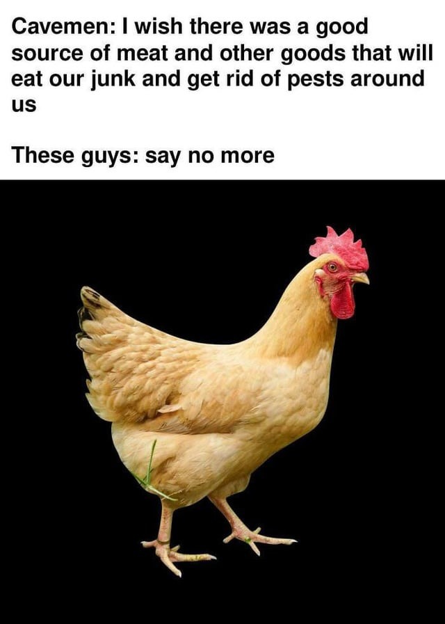 The best Chicken memes :) Memedroid