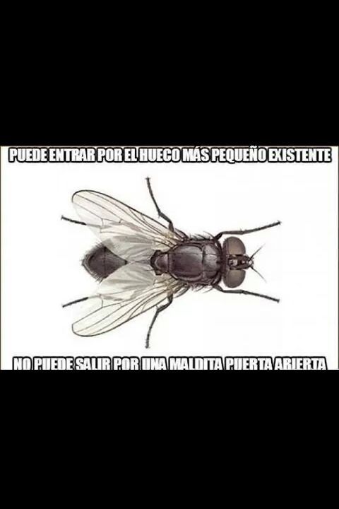 moscas... - Meme by ifelox :) Memedroid