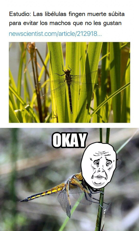 Titulo - Meme subido por tripleh13 :) Memedroid