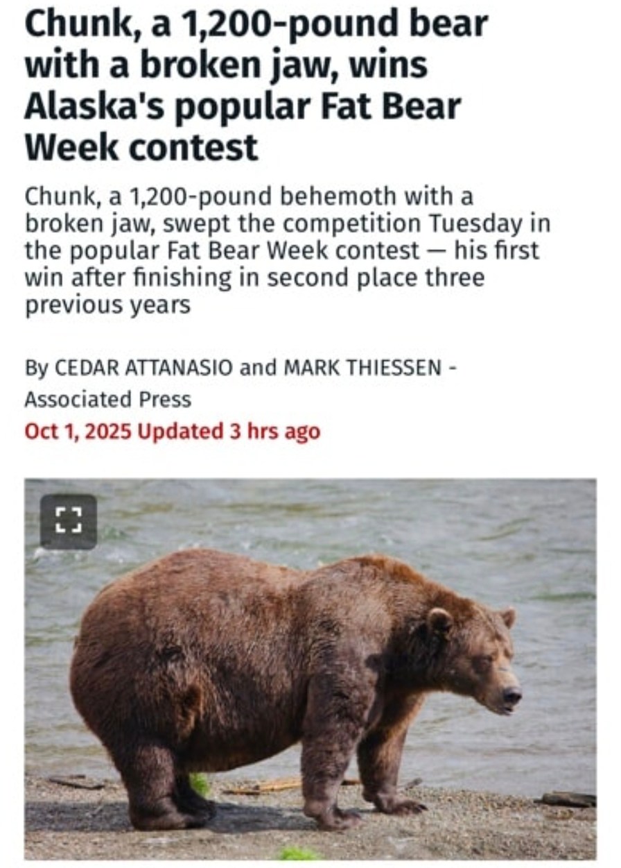 The best Bear memes :) Memedroid