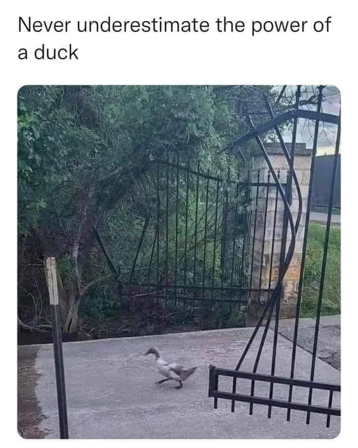 The best Duck memes :) Memedroid