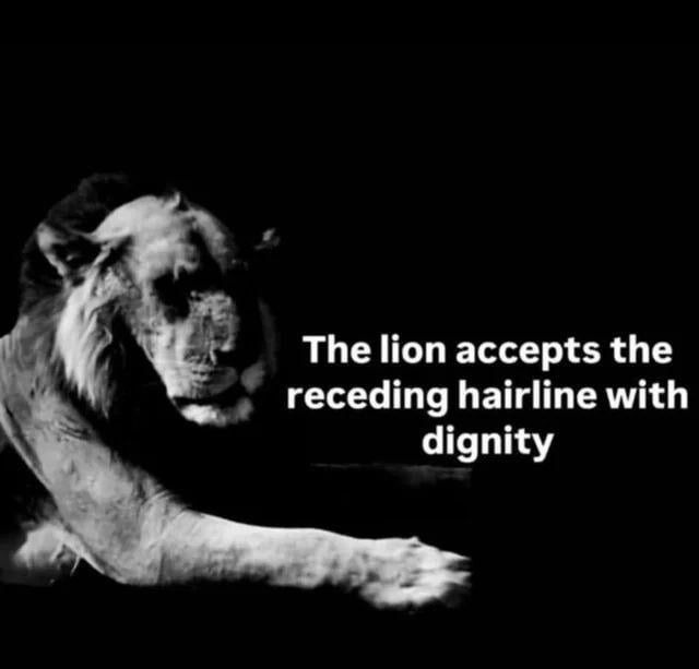The best Lion memes :) Memedroid