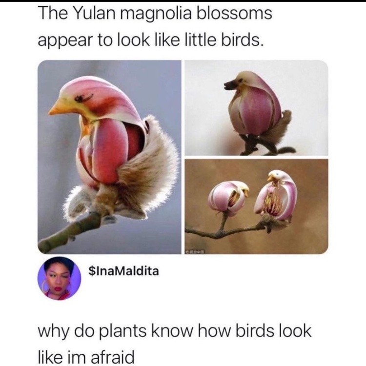 The best Flower memes :) Memedroid