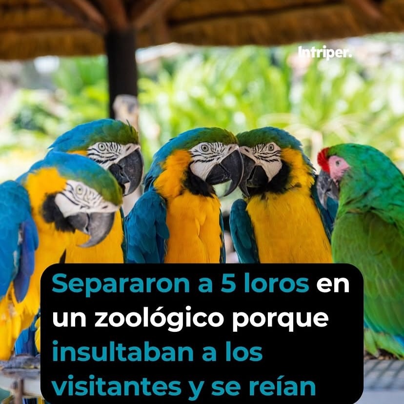 Top memes de Animales en español :) Memedroid
