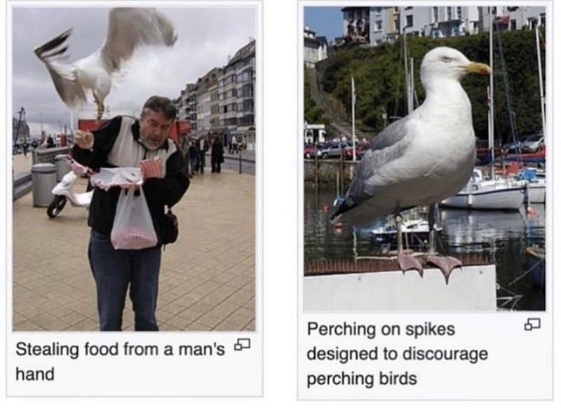 Chad bird - Meme subido por Scoots291 :) Memedroid