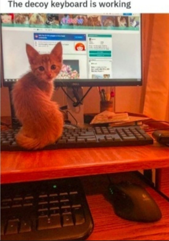 The Latest Memes :) Memedroid