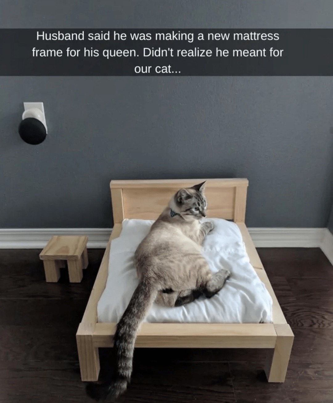 meow - Meme subido por Crow_Se7en :) Memedroid