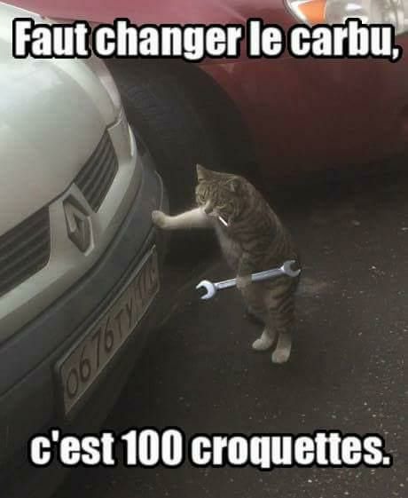 Les meilleurs mèmes Chat :) Memedroid