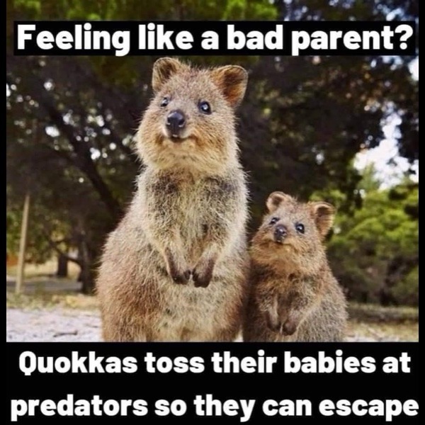 The best Quokka memes :) Memedroid