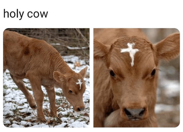 The best Cow memes :) Memedroid