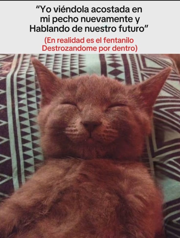 Top Memes de Gatos en Español – Memedroid