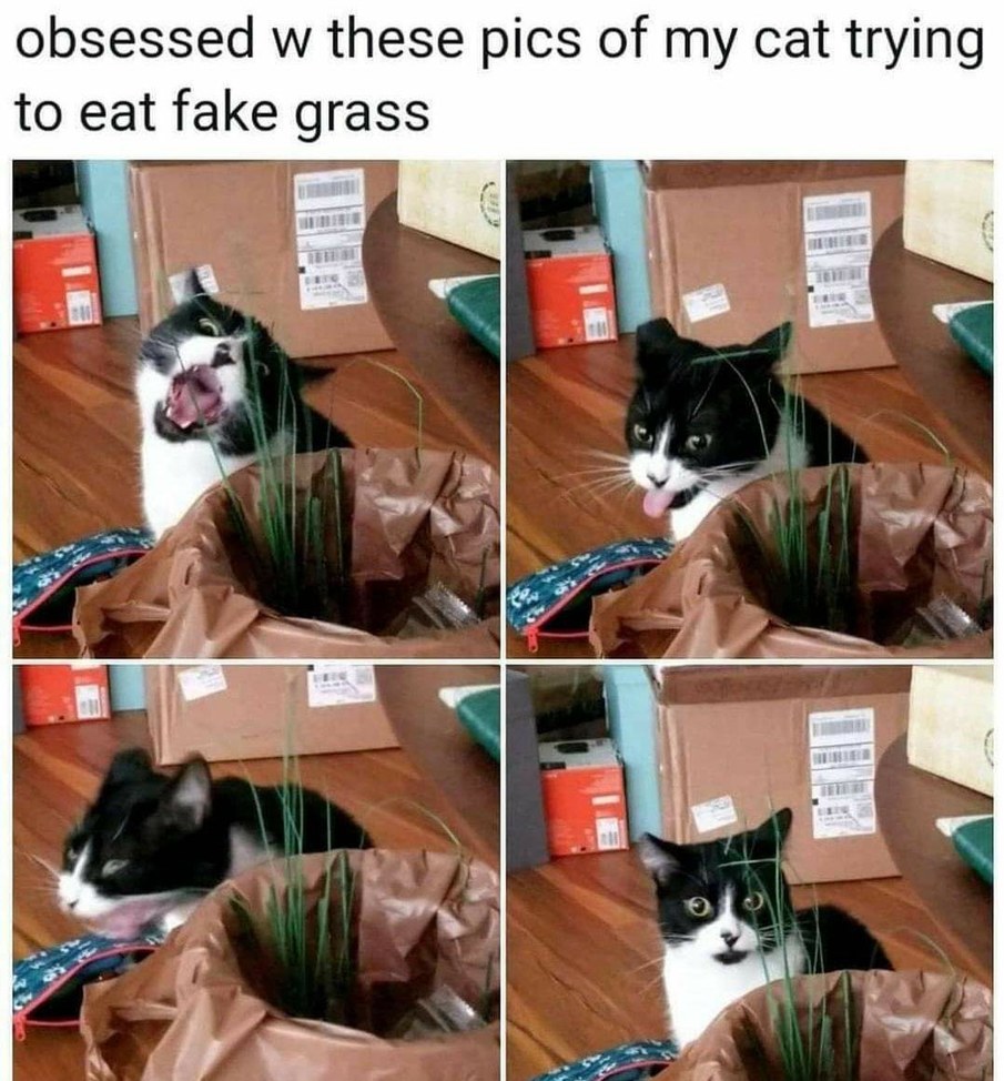 Silly kitty - Meme by audilover23 :) Memedroid