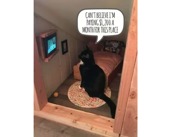 The best Rent memes :) Memedroid