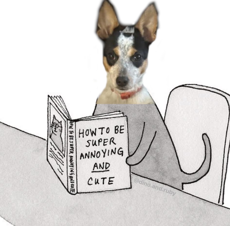 The best Ratterrier memes :) Memedroid