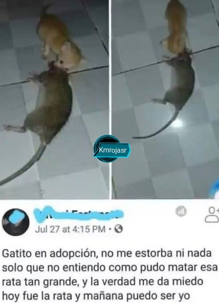 Top memes de Ratón en español :) Memedroid