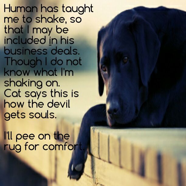 sad dog - Meme subido por Codega :) Memedroid