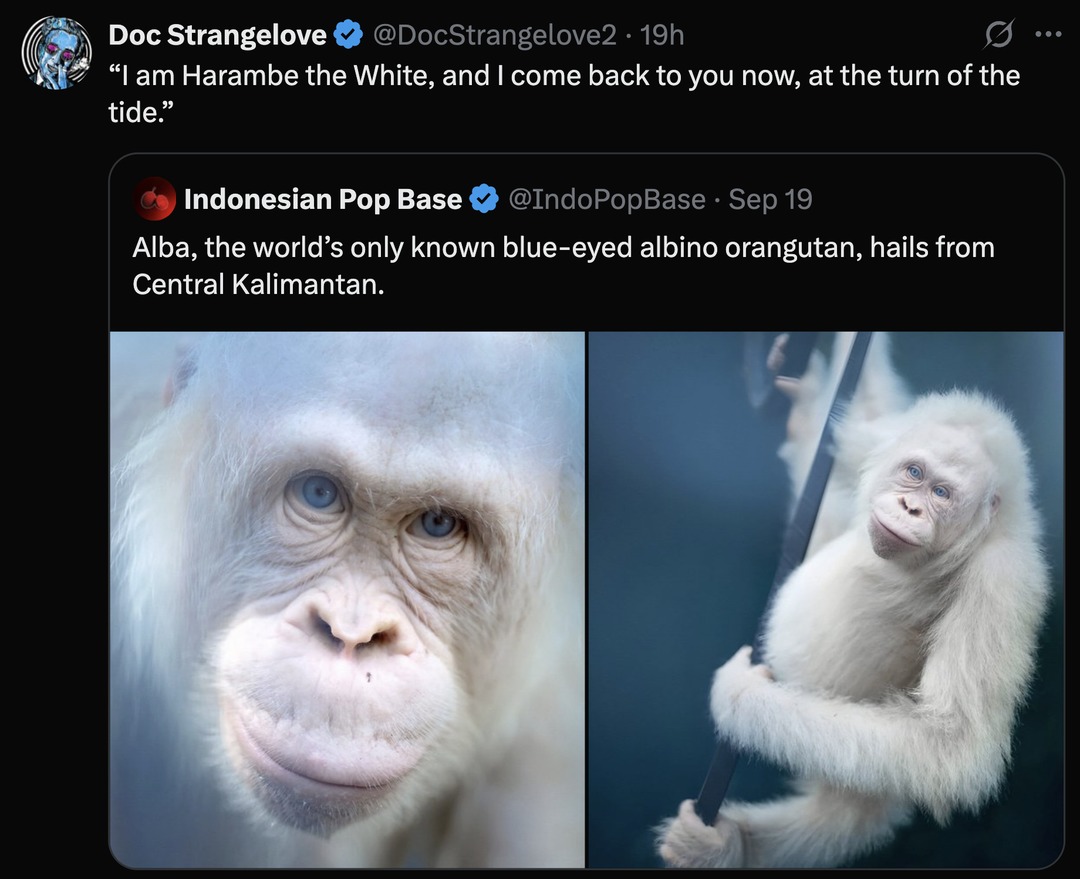 The best Harambe memes :) Memedroid