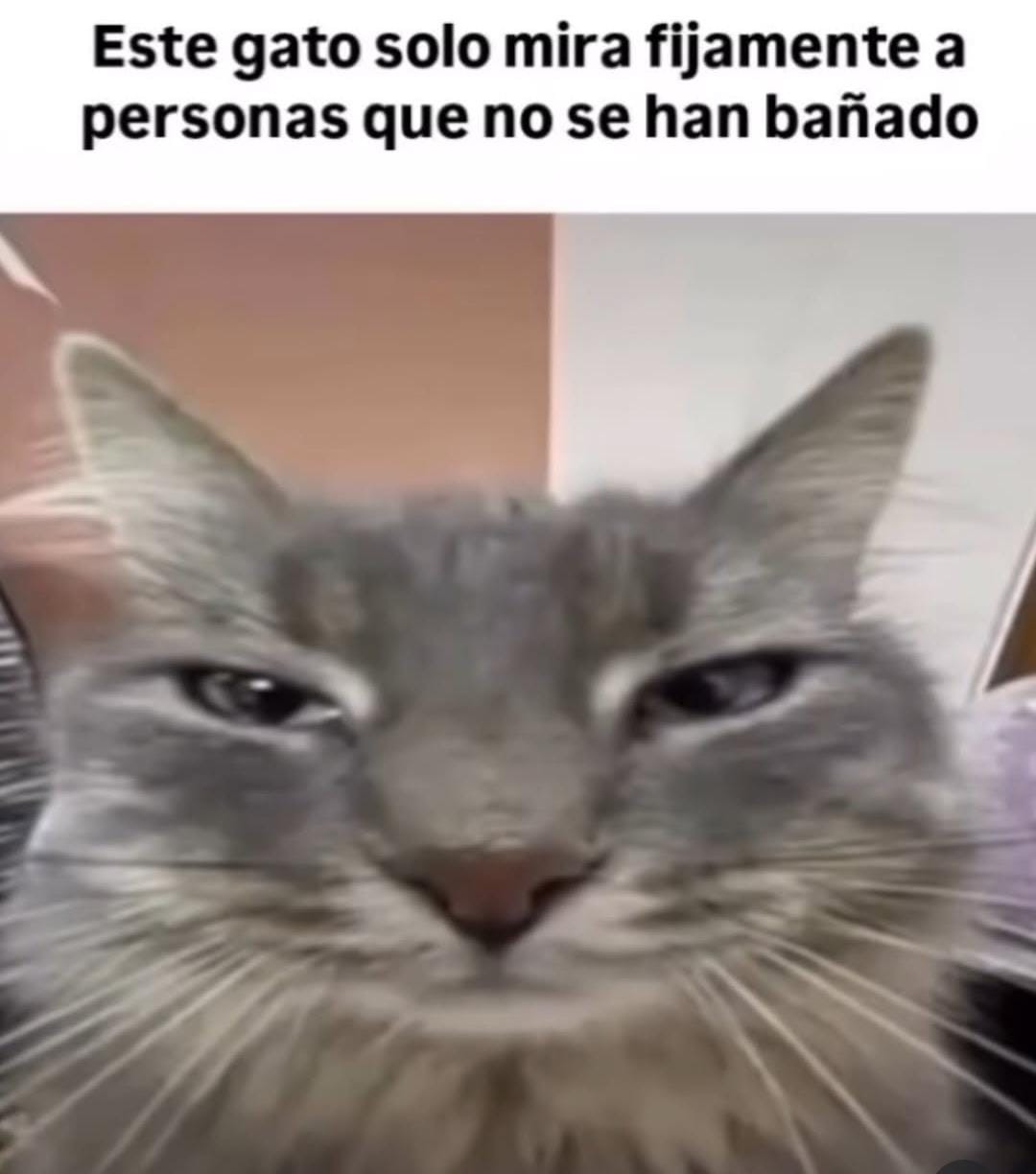 Top memes de Gato en español :) Memedroid