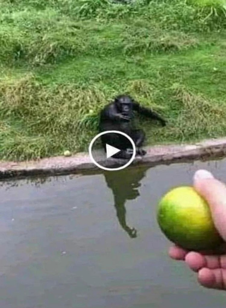 Últimos memes :) Memedroid