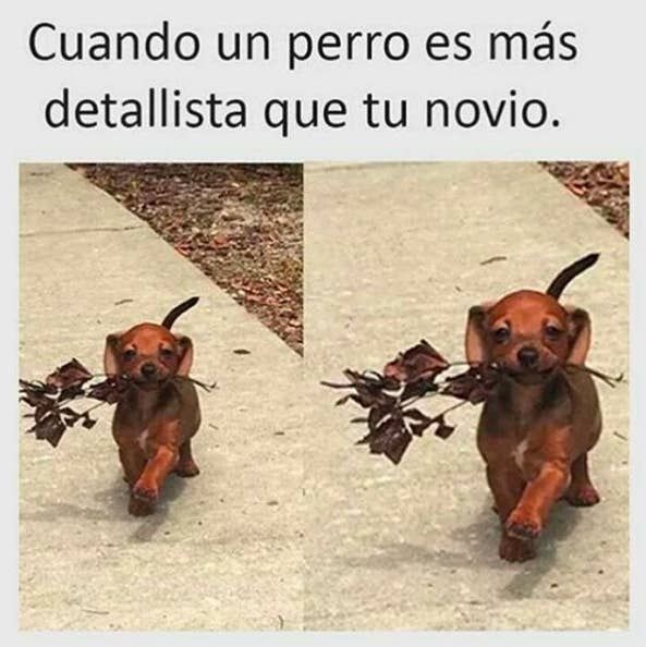 Top memes de Perros en español :) Memedroid