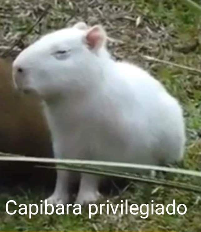 Top memes de Capibara en español :) Memedroid