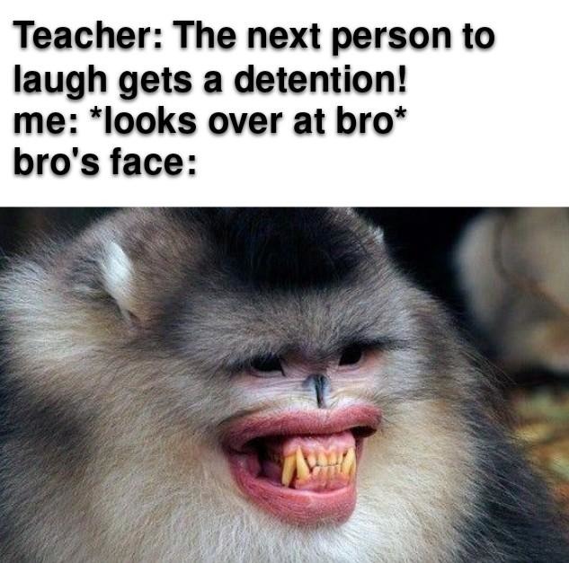 The Latest Memes :) Memedroid