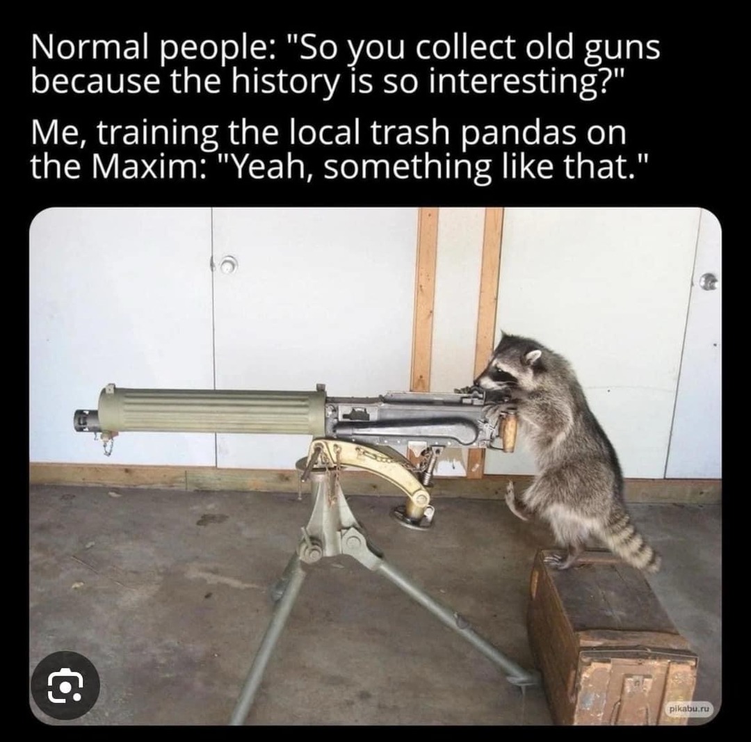The best Raccoon memes :) Memedroid