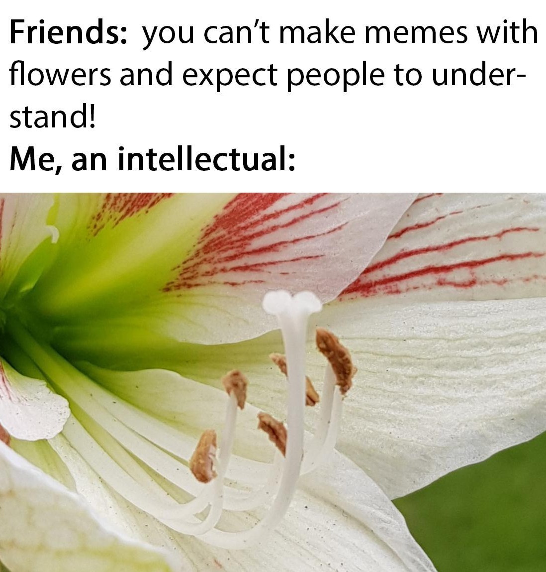 5 anthers 1 stigma - Meme by Sionis12 :) Memedroid