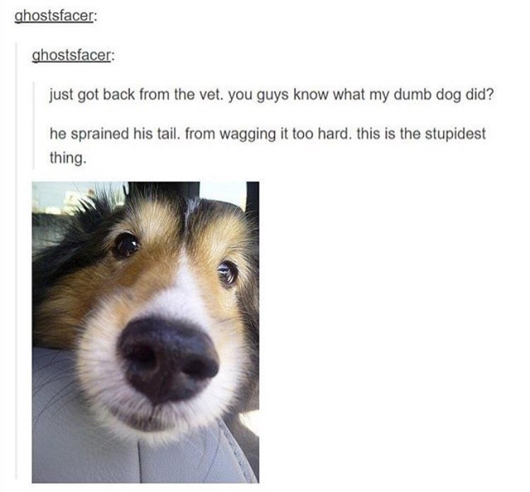 Happy doggo is happy - Meme by Rayquaza :) Memedroid