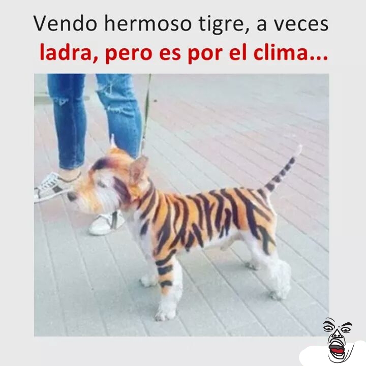 Vendo tigre :v by Luisinho22 - Meme subido por Luisinho2270 :) Memedroid