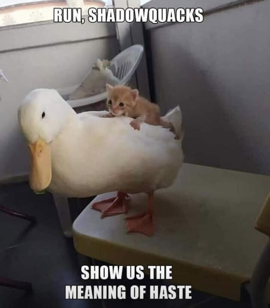The best Duck memes :) Memedroid