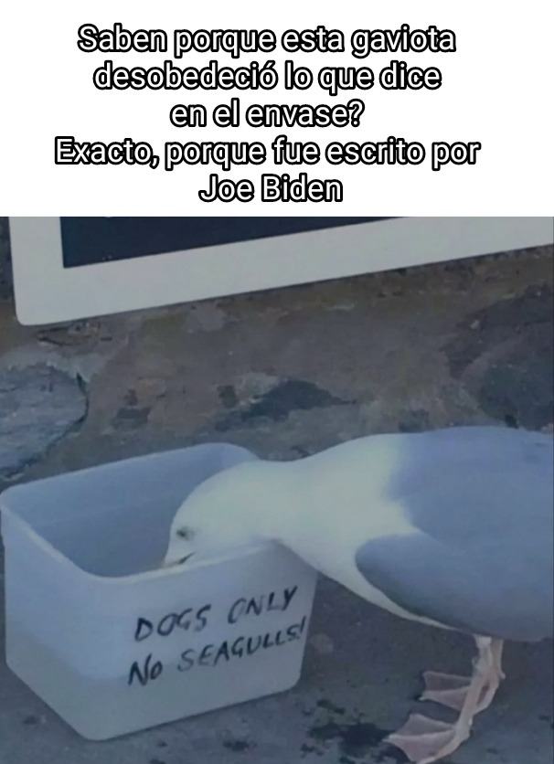 Memes Las Gaviotas EL MEME DE LA GAVIOTA QUE INHALA 2018