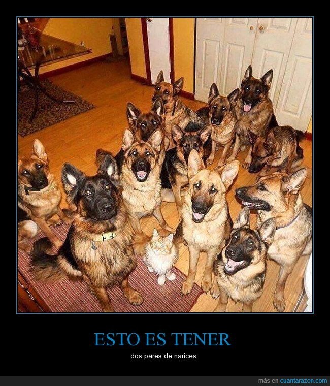 Un premio para el gato nas valiente del mes - Meme subido por Memo_Cs ...