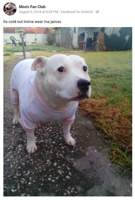 Últimos memes :) Memedroid